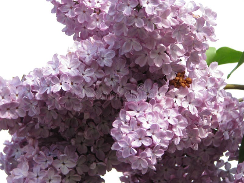 Kwiat bez obraz stock. Obraz złożonej z roślina, natura - 4738829