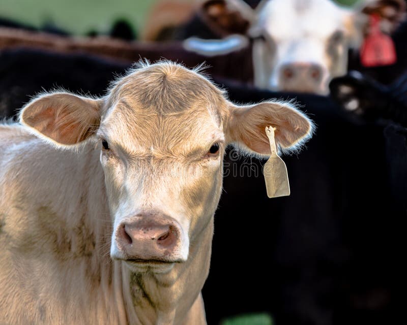 Bezerra Branca Do Simmental Com a Etiqueta De Orelha Branca Imagem de ...