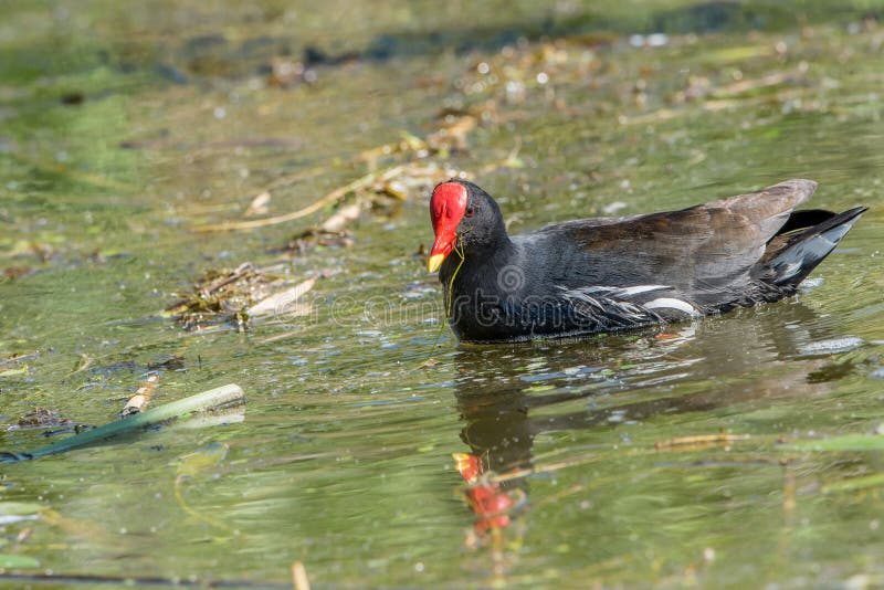 Bezinning stock afbeelding. Image of water, installaties - 48451453