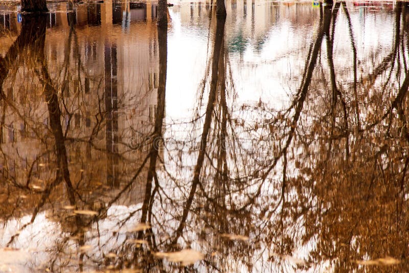 Bezinning Van Bomen in Het Water in De Vroege Lente Stock Afbeelding ...