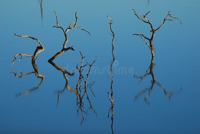 Dode bomen in Harz stock foto. Image of landschap, bossen - 103485470