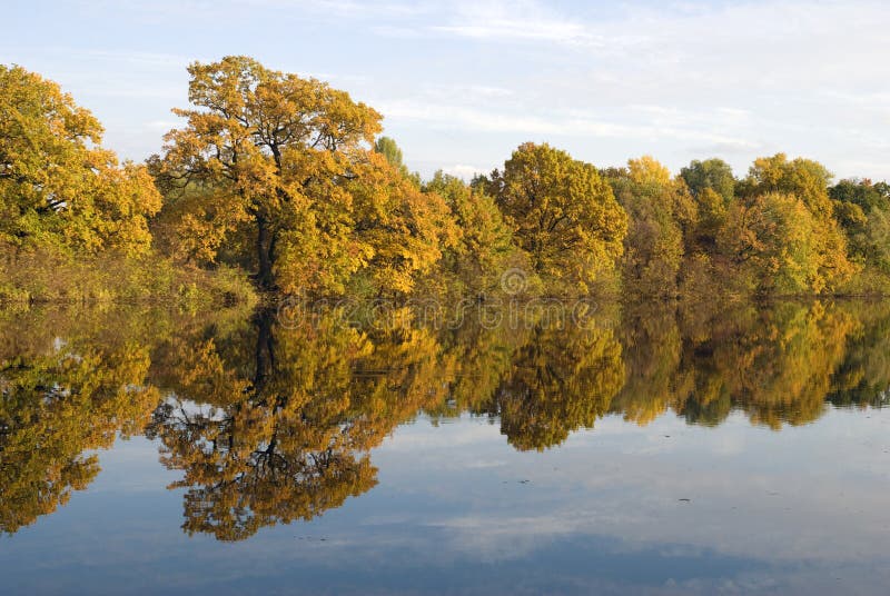 Bezinning Van Gele Bomen in Water Stock Afbeelding - Image of kiev ...
