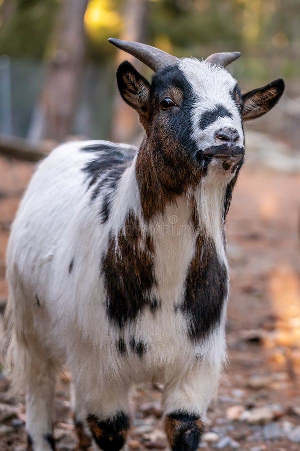 Bezoar goat. Capra hircus stock image. Image of mammal - 309175253