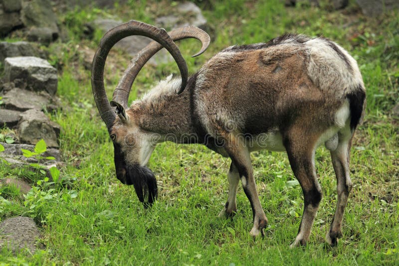 Bezoar Ibex stock image. Image of capra, wild, animal - 25753623