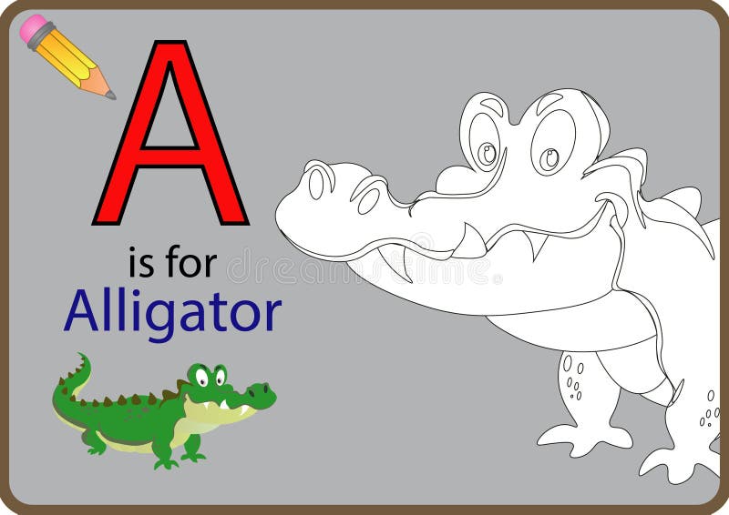 Alligator Flashcard Stock Illustrations – 166 Alligator Flashcard Stock ...