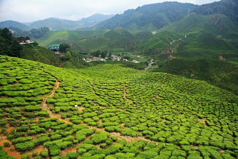 Bharat tea plantation stock image. Image of asia, hill - 55396103