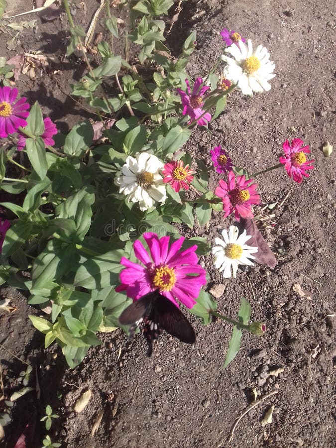 Bhatiya Stock Photos - Free & Royalty-Free Stock Photos from Dreamstime