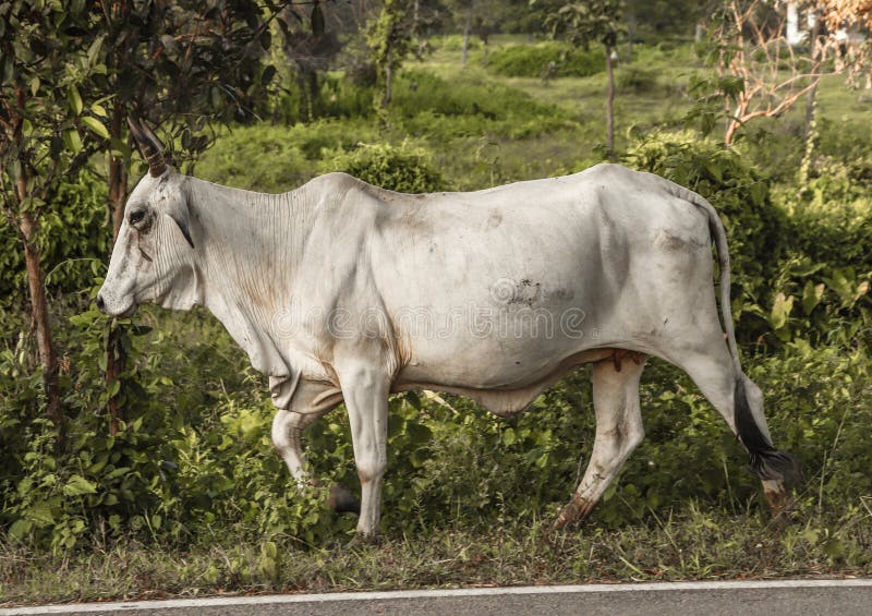 Bhe big cow stock photo. Image of walking, largecow - 162323376