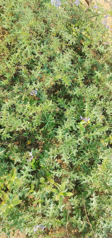 Bhejiri Kata Tree Flower Sukatel Nadi Stock Image - Image of flower ...