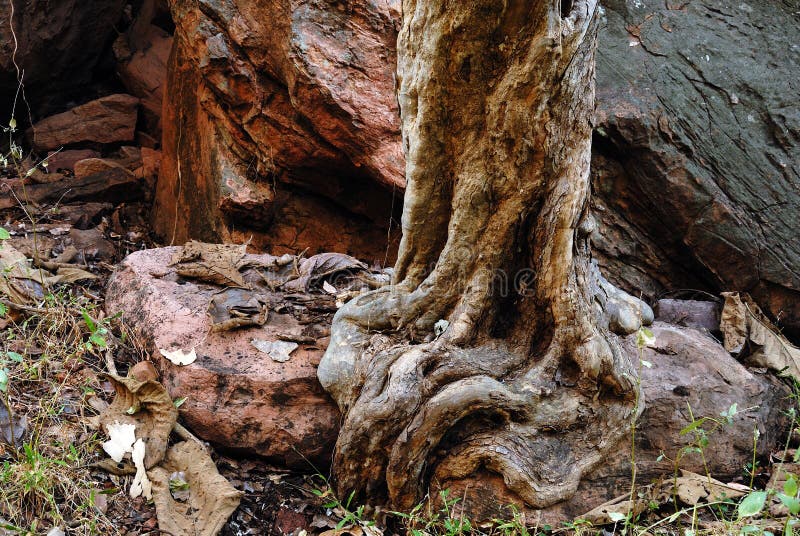 Bhimbetka- World Heritage Site Stock Image - Image of travel, nature ...