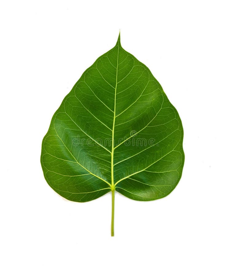 Yoga - Meditation stock illustration. Illustration of light - 2875832