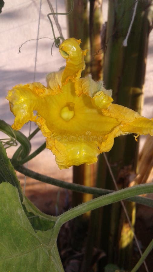 Bhopala stock image. Image of tree, yellow, flowers - 137103935