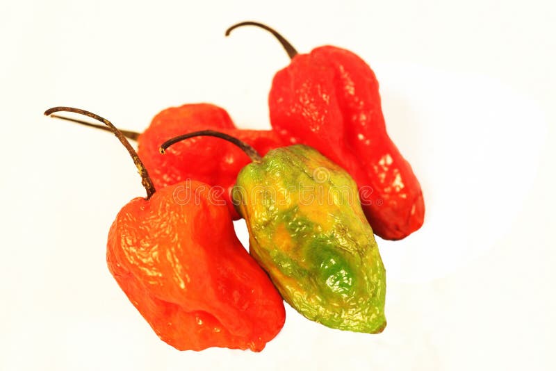 Bhut Jolokia stock photo. Image of jalapeno, fruit, cayenne - 16587928