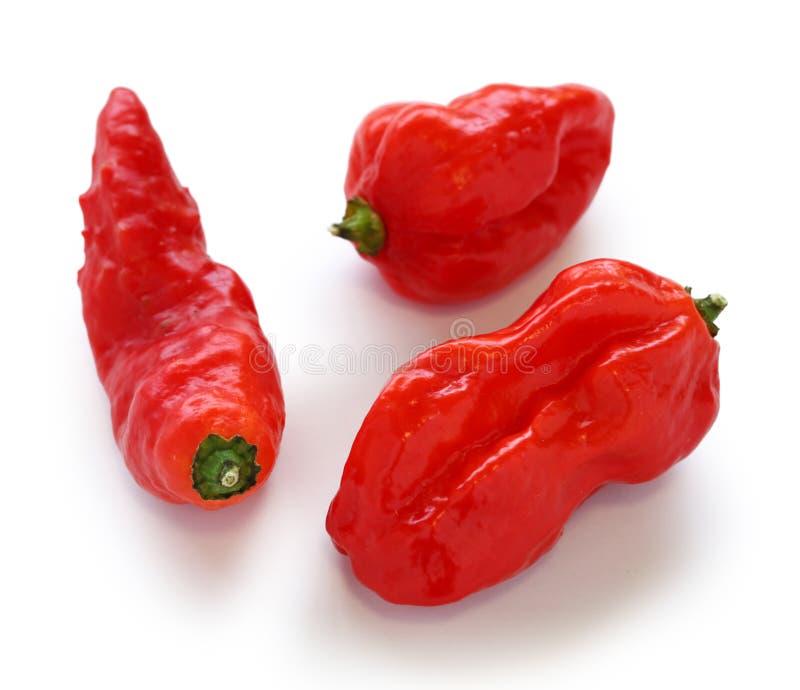 Bhut jolokia stock photo. Image of hottest, naga, bhut - 26409900