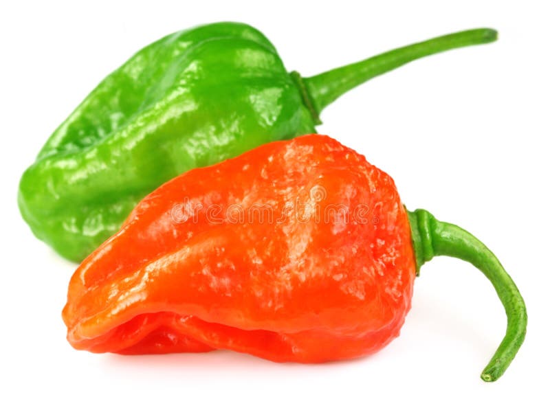 Bhut Jolokia chili peppers stock photo. Image of indian - 25742302