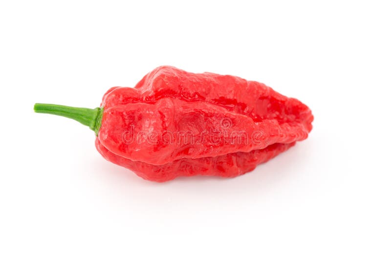 Bhut Jolokia - Chilli Snake Stock Photo - Image of eating, maturing ...