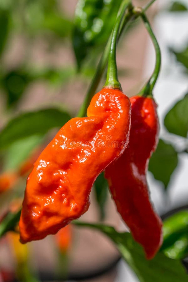 Bhut Jolokia Ghost Pepper, Paths Stock Photo - Image of jolokia, white ...