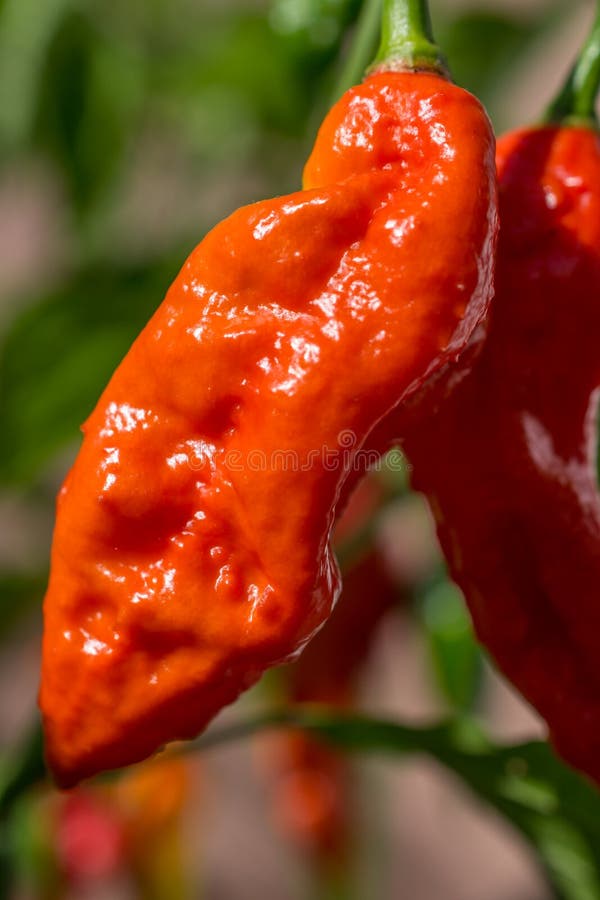 Bhut Jolokia stock image. Image of jolokia, fruit, vegetable - 90044869