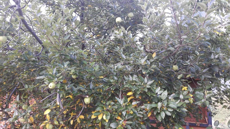 Bhutan apple orchard stock photo. Image of plant, orchard - 193641544