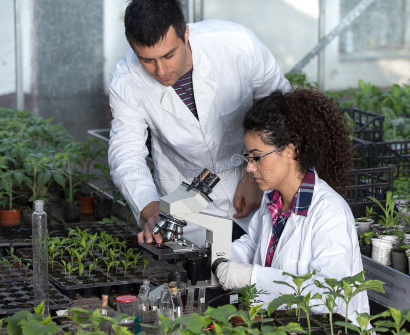 Biólogos Com As Plântulas Na Estufa Imagem de Stock - Imagem de ...