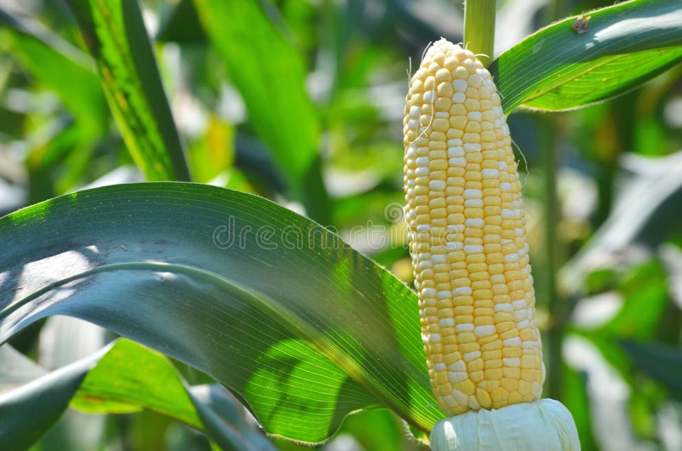 Bi Color Corn Ready for Harvesting Stock Image - Image of agriculture ...