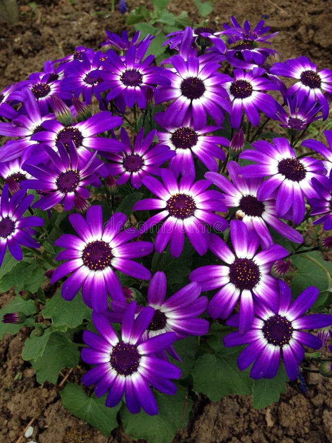 Bi Colored Purple Senetti Daisies Stock Photos - Free & Royalty-Free ...