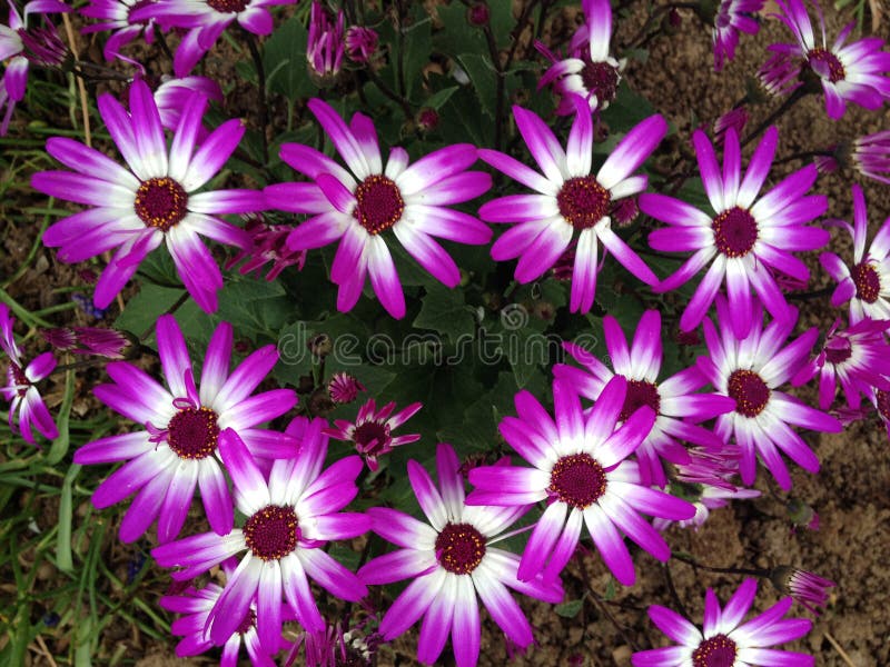Bi-color Senetti Daisies stock photo. Image of outdoors - 91559922