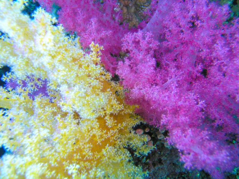 Bi color soft coral stock image. Image of colony, barrier - 6480901