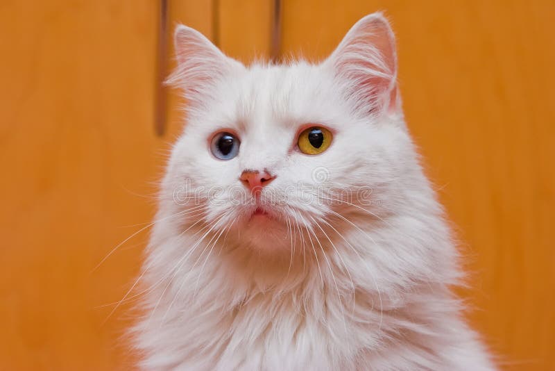Bi-colored eye white cat stock photo. Image of haired - 3932048