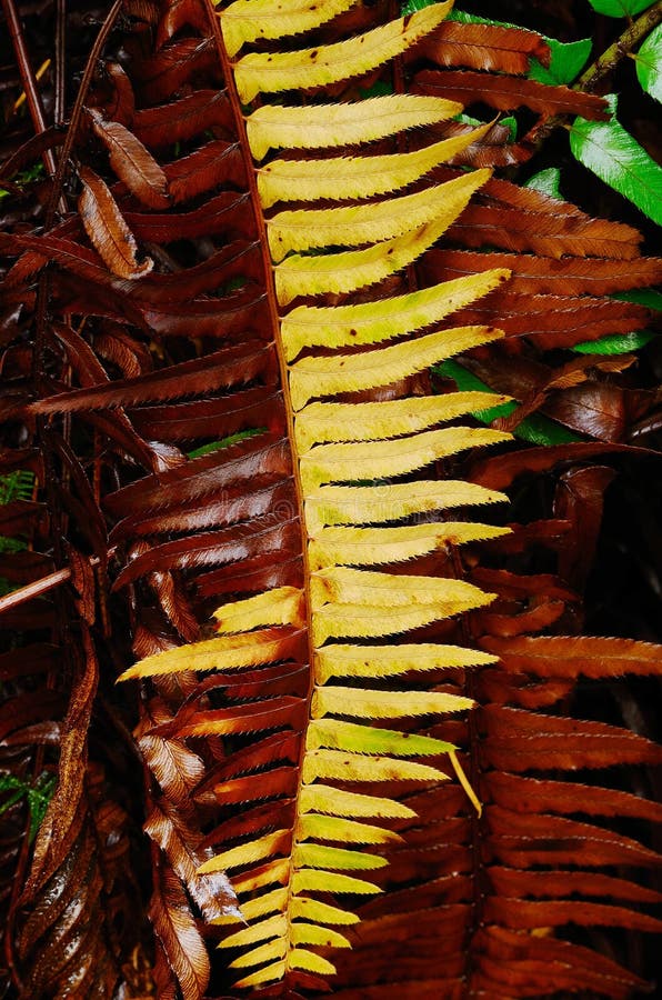 Bi-Colored Fern stock image. Image of green, grass, fronde - 22978639