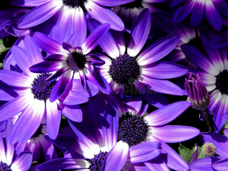Bi-Colored Purple Senetti Daisies Stock Image - Image of abstract ...
