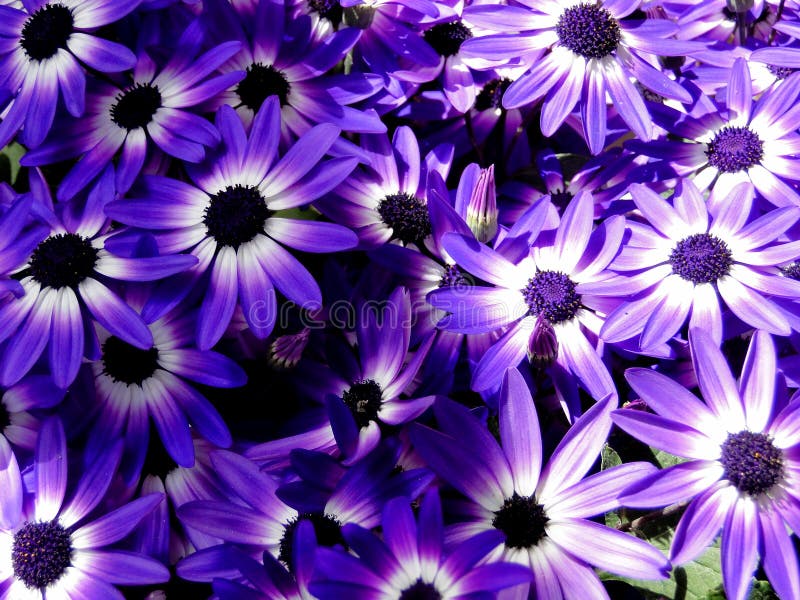 Bi Colored Purple Senetti Daisies Stock Photos - Free & Royalty-Free ...