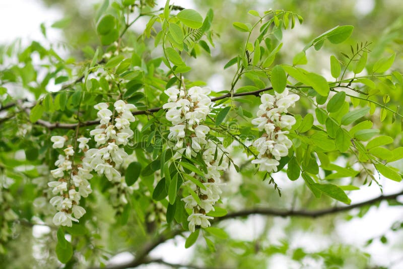 Biała akacja zdjęcie stock. Obraz złożonej z outdoors - 84245750