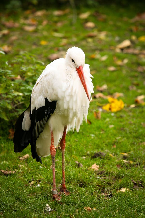 Bocian obraz stock. Obraz złożonej z ampuła, fauny, żaba - 45917437