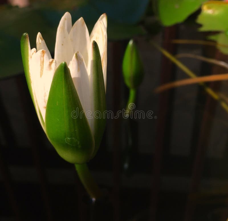 Biały Lotos zdjęcie stock. Obraz złożonej z azja, tropikalny - 98353470