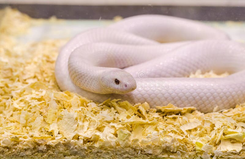 Biały wąż zdjęcie stock. Obraz złożonej z kolorowy, kopia - 68608274