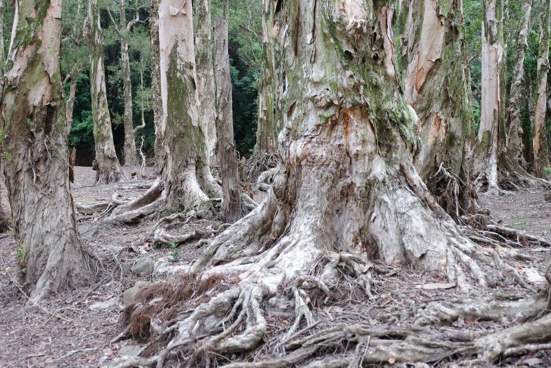 Bia tree roots stock image. Image of feeding, park, cultivate - 124908959
