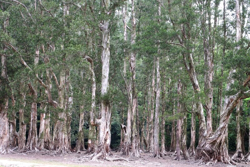 Bia tree roots stock photo. Image of park, strongest - 124909024