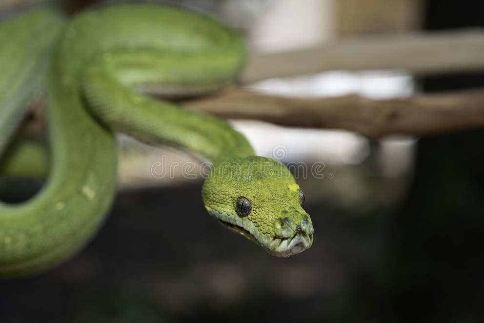 Biak Green Tree Python stock photo. Image of reptile - 335780846