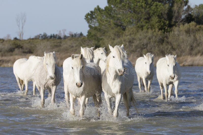 Biali Konie Camargue Francja Obraz Stock - Obraz złożonej z staw ...