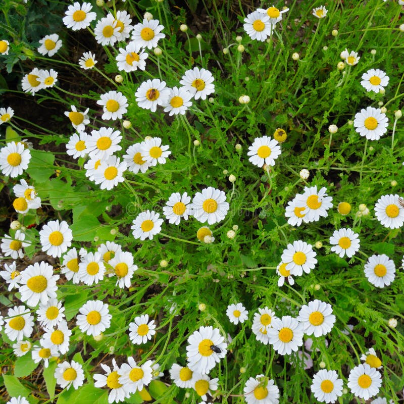 Biały duży rumianki zdjęcie stock. Obraz złożonej z badyl - 20189526