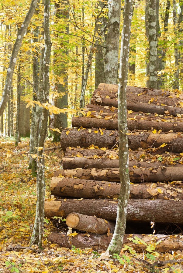 Controlled Logging at Bialowieza Forest Stock Image - Image of logs ...