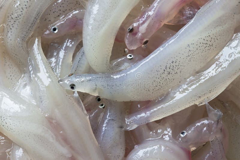 I Bianchetti Freschi Dal Pesce E Dalla Patata Fritta Comperano ...