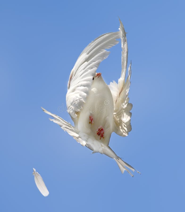 Colomba Durante Il Volo 7 Di Bianco Immagine Stock - Immagine di ...