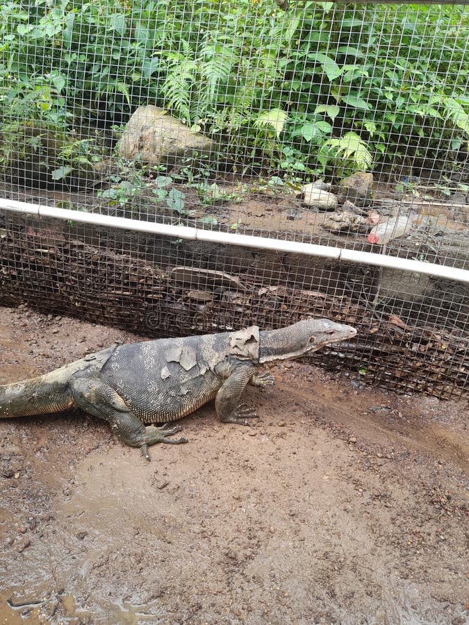 The Biawak stock image. Image of animals, likeacomodo - 262603349