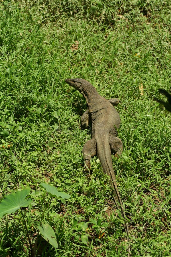 Varanus Sp Stock Photos - Free & Royalty-Free Stock Photos from Dreamstime