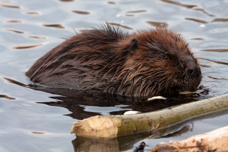 Biber stockfoto. Bild von biber, wild, alaska, eingebürgert - 21566136