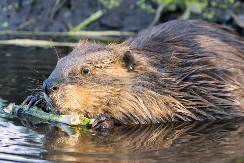 Nahaufnahme Des Essens Des Bibers Stockbild - Bild von nahrung ...