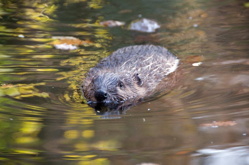 Baby-Biber stockbild. Bild von wasser, schätzchen, jung - 73614407