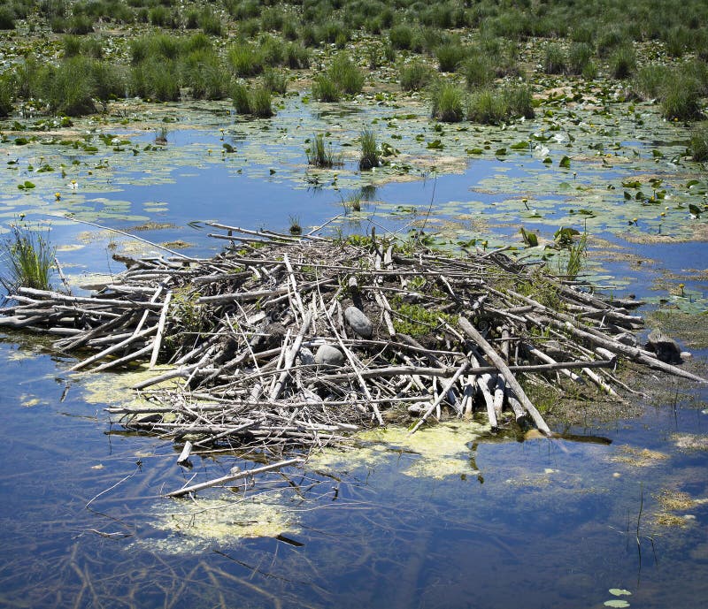 Biber-Haus stockfoto. Bild von berg, wald, wasserfall - 37403828